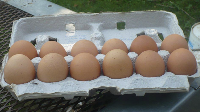 Dancing Chicken Egg